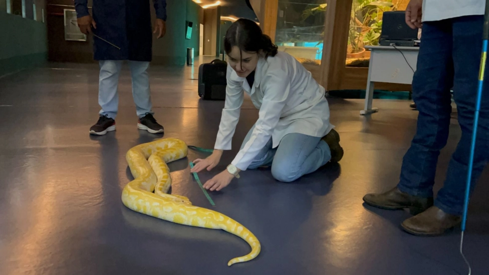 Píton albina Capitu passa por exames de rotina no Bioparque Pantanal ...